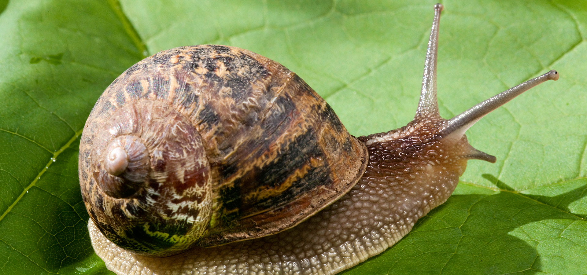 Le Lyaud, site officiel de la mairie